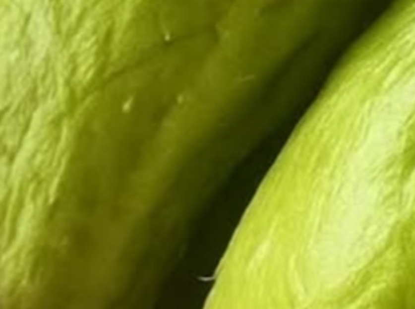 Benefits and Uses of Chayote Juice: A Refreshing Boost for Your Health ...