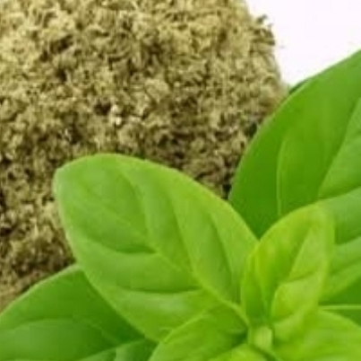 Oregano: The Small Plant with Big Health Benefits – Meals Recipes